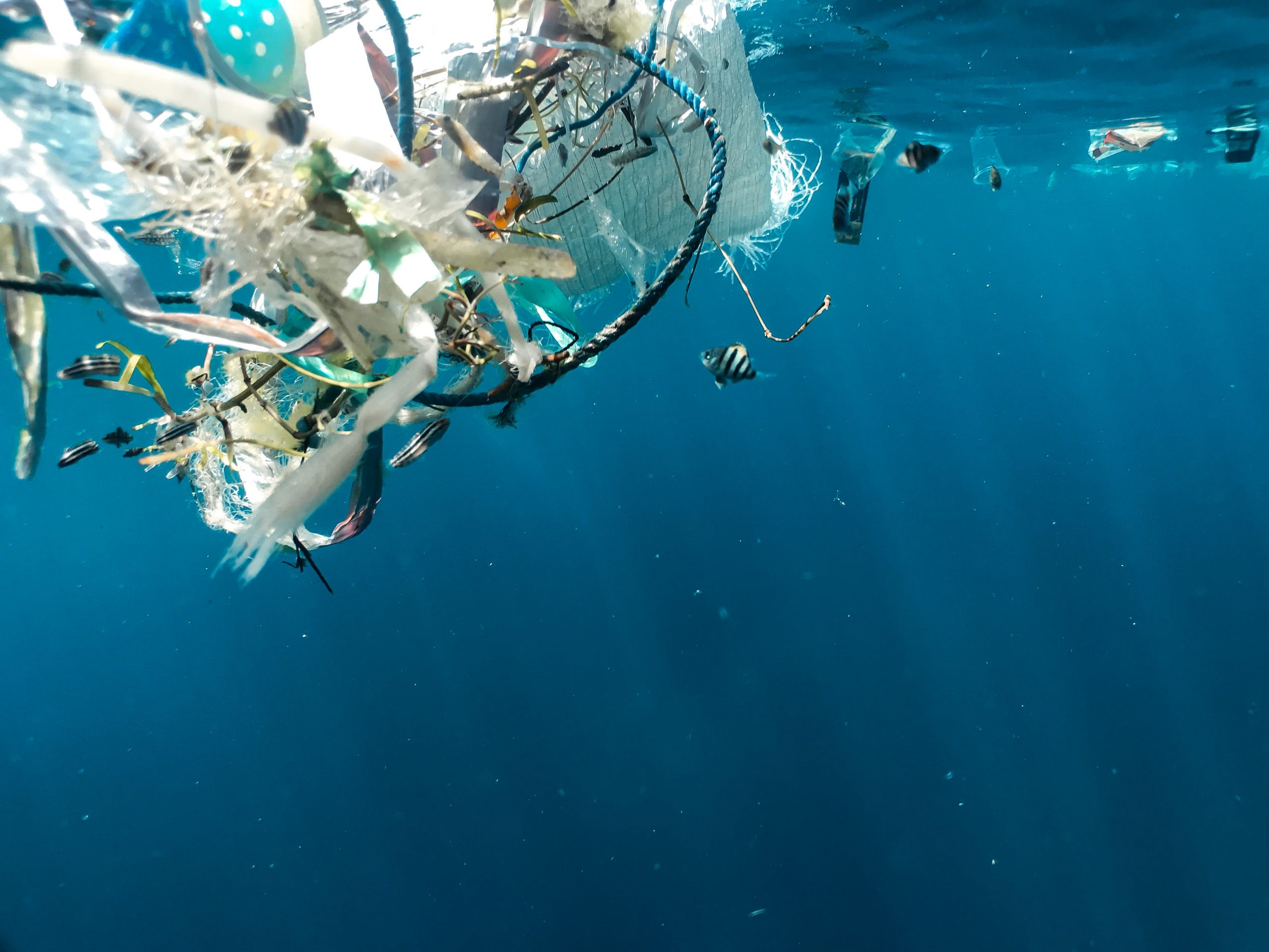 How are plastics harming marine ecosystems? - Economics Observatory